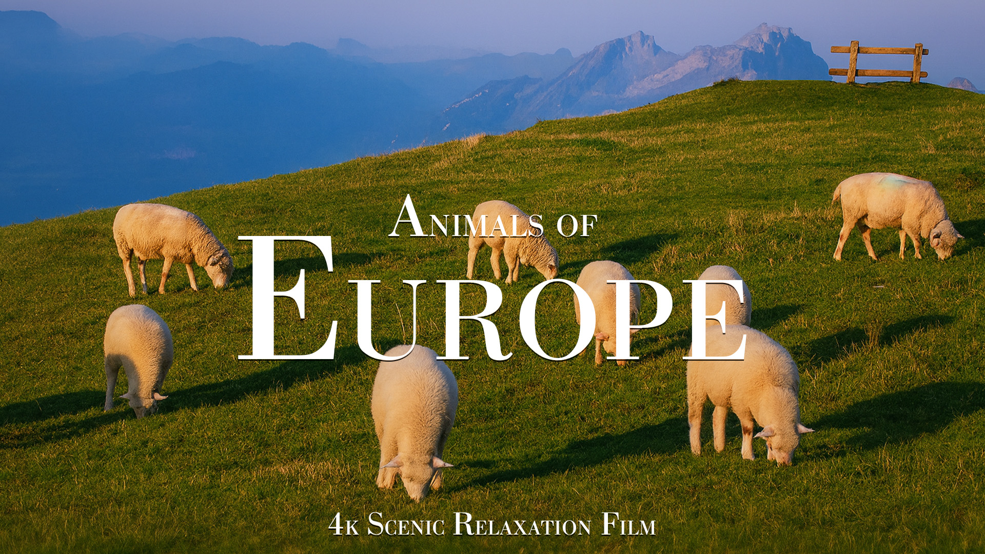 Letting the Land Tell Its Story – Sheep and Horses of Europe in 4K