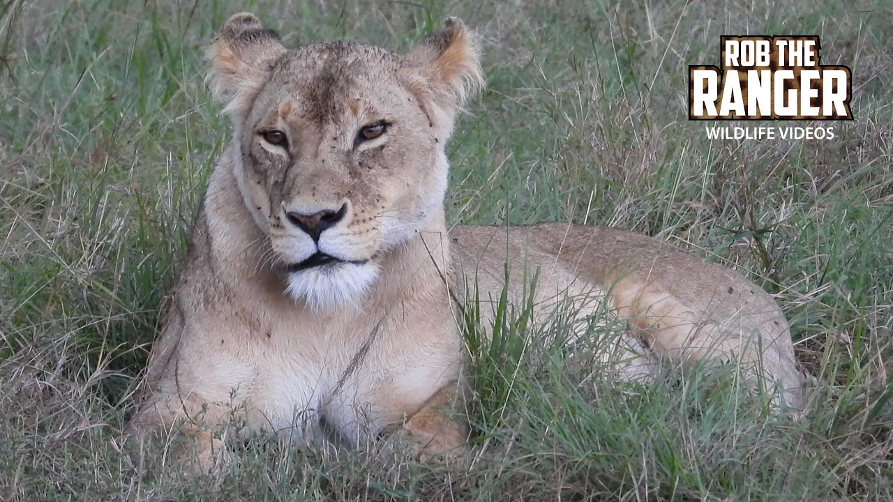 Collared lioness boldly leads pride across Zebra Plains
