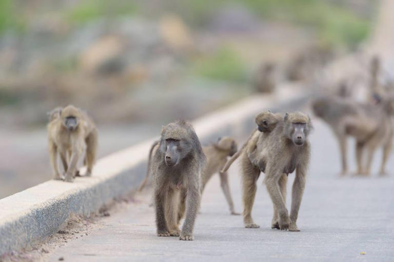 Raging swarm of 20 monkeys attack and kill man as he screamed for help ...
