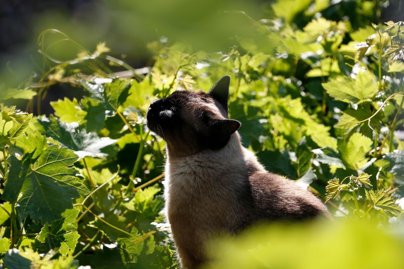 These Cat Breeds Prefer Human Company Over Other Cats