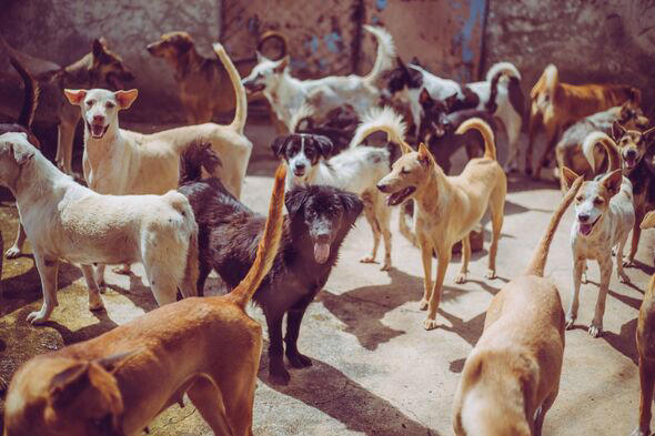 I'm a vet and these are the best 5 dog breeds to have as a pet