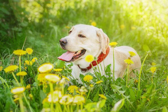 I'm a vet and these are the best 5 dog breeds to have as a pet