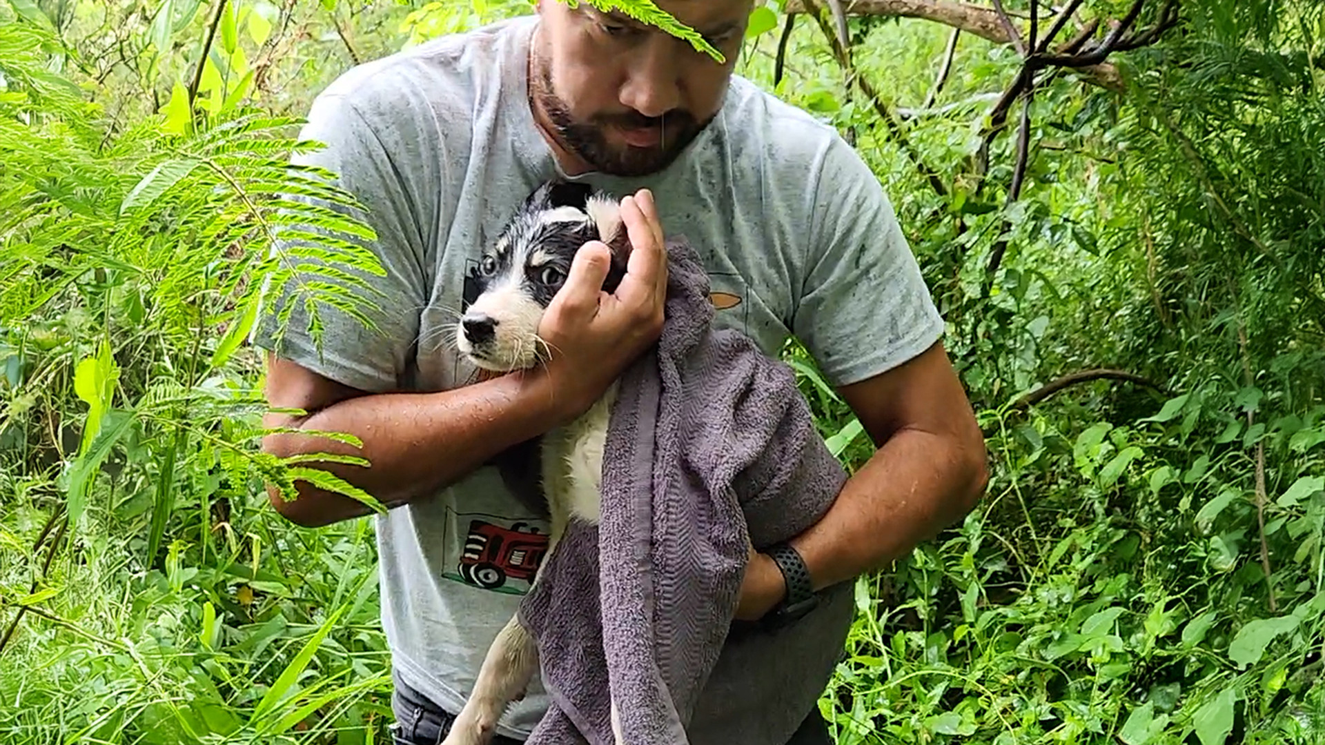 Rescuers Hear Cries Coming From The High Grass