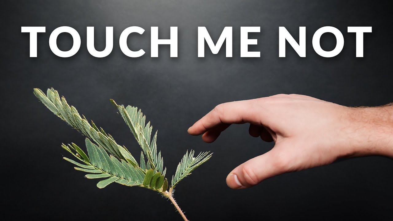 The plant you should never touch – 148-day time-lapse