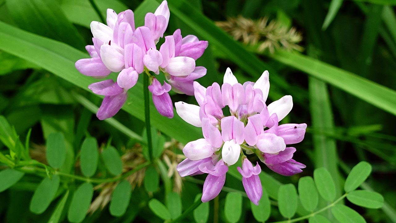 Planting These 10 Flowers In Your Garden Might Not Be a Good Idea-and ...