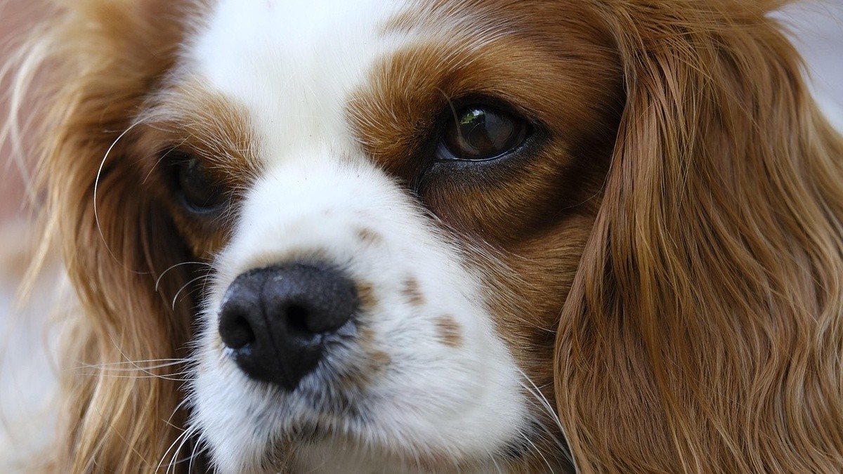 15 signs that your dog may be dehydrated