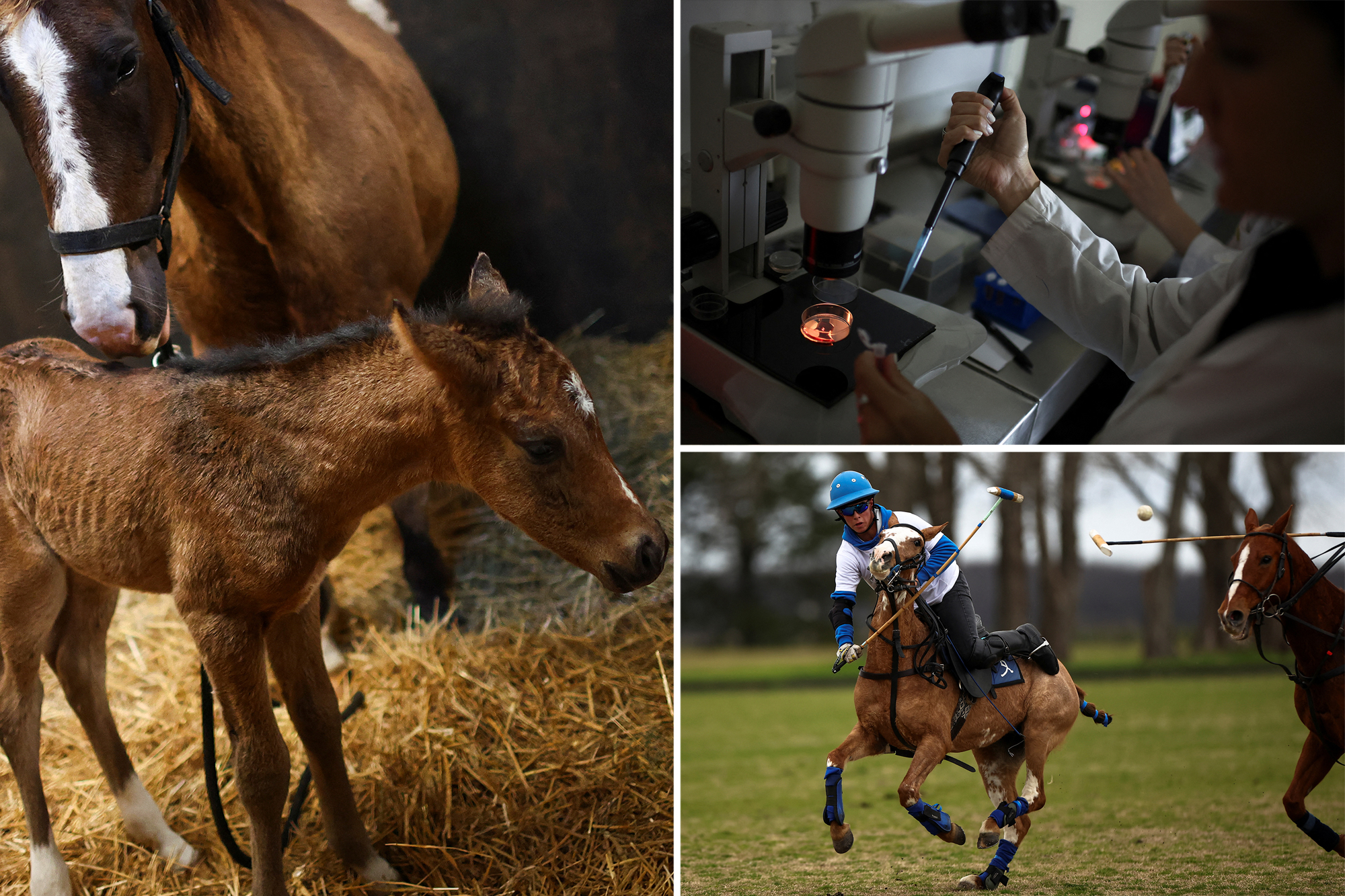 World’s first ever genetically-edited horses could revolutionize sports ...