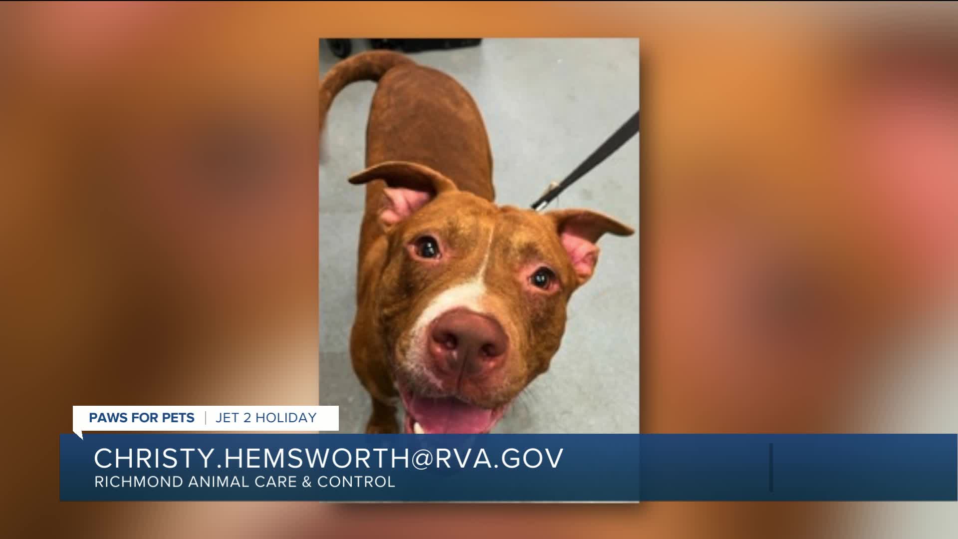 Paws for Pets: Jet 2 Holiday, a happy boy who loves other dogs & treats