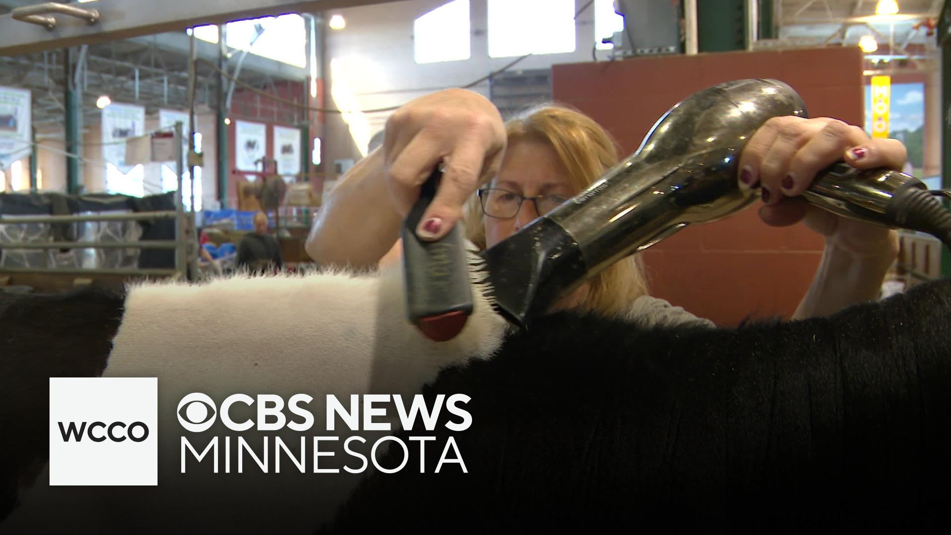 This is how cows get ready for showtime at the Minnesota State Fair