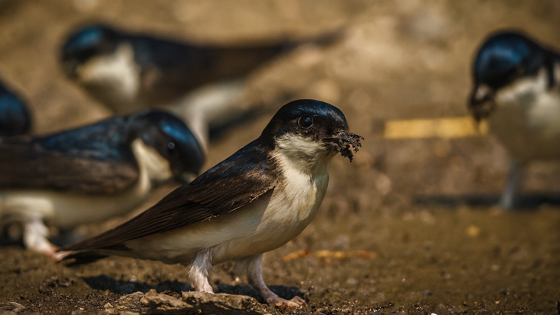 Vogel der tschechischen Natur – Mehlschwalbe (Delichon urbicum)