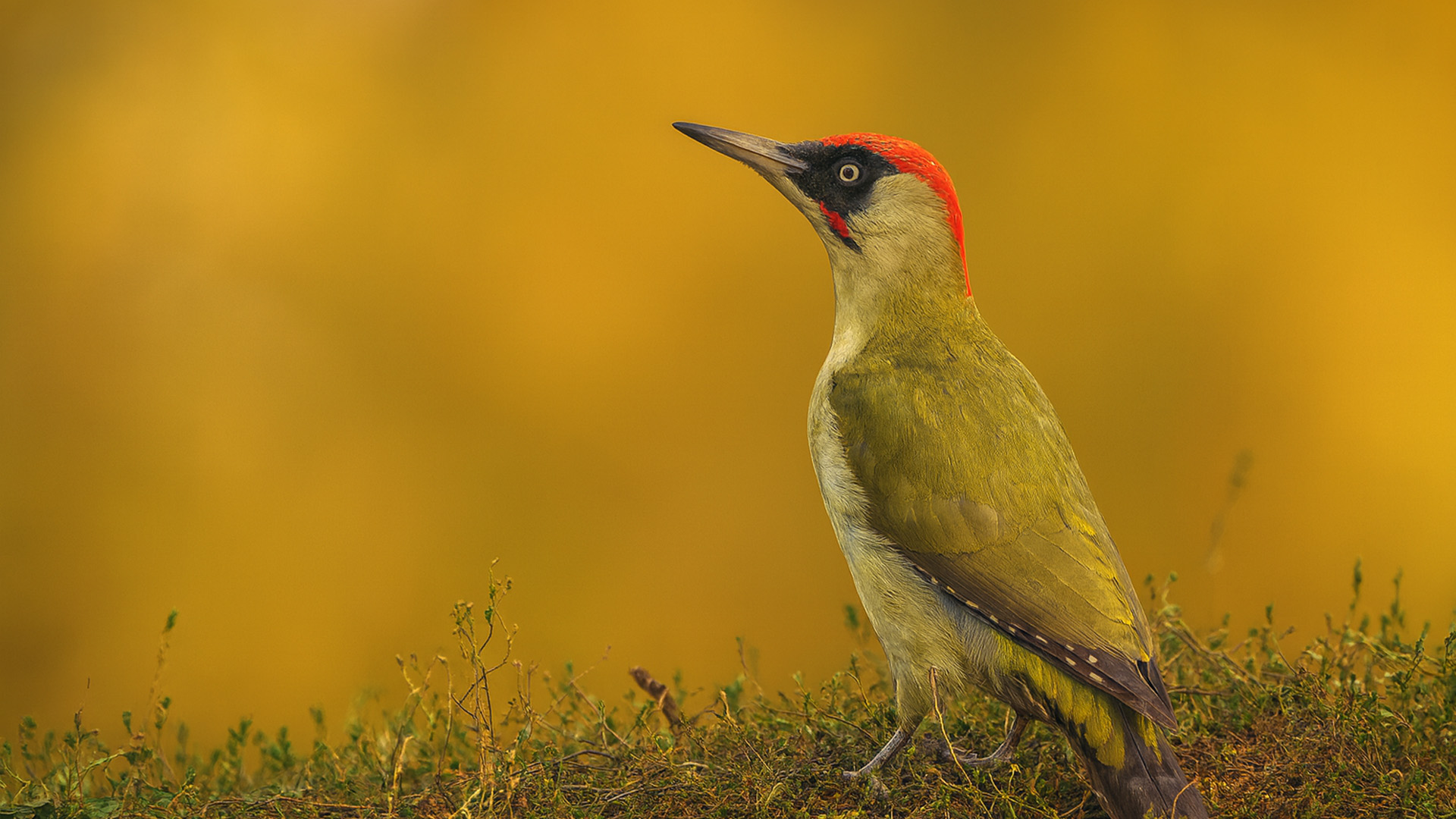 Uccelli europei in natura – Picchio verde (Picus viridis)