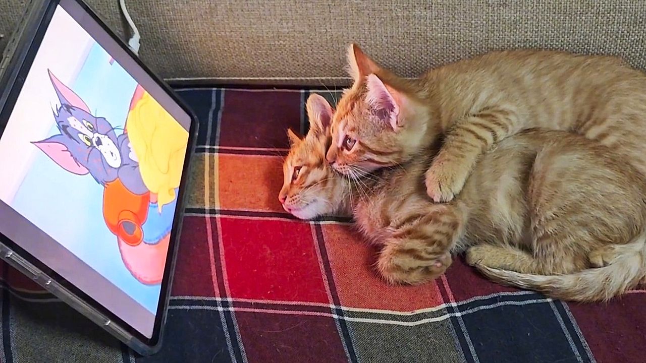 Two cats snuggle together to watch Tom and Jerry cartoon