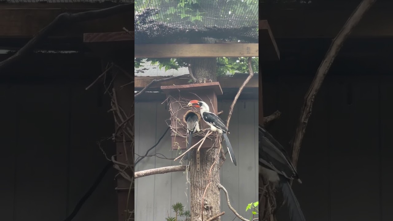 Hornbills Nest in a Cozy Spot at the Aviary Exhibit