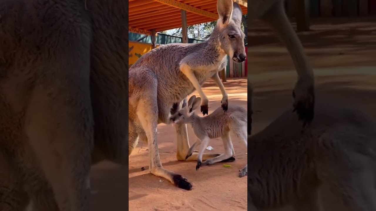 Favorite animal mom moments over the years