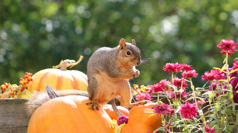 Can Coffee Grounds Keep Squirrels Out Of The Garden? Here's What We Found