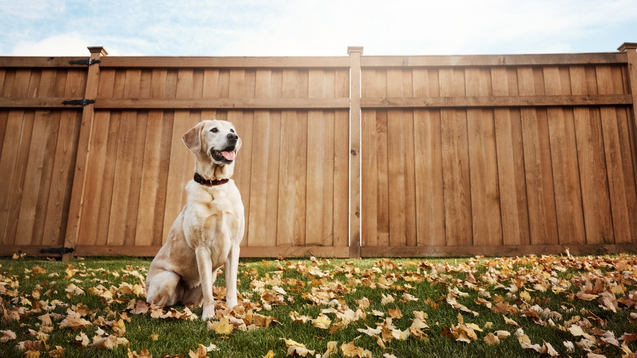10 Fixes That Actually Help With Dogs That Won’t Stay Put