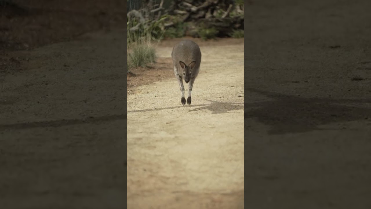 Animal jumps capture surprising agility and wild fun