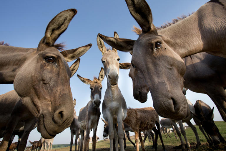 Curious Donkeys Requested Pool Membership, but Their Application Was Denied