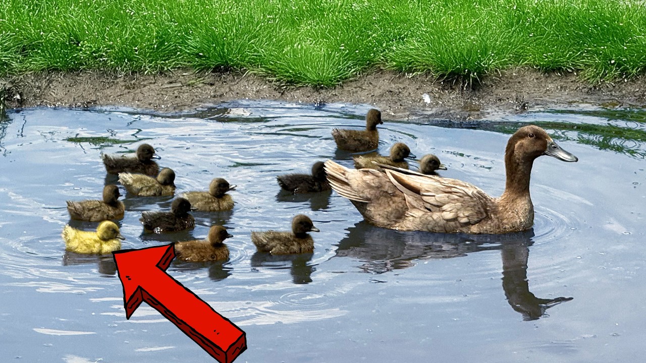 How one bird pulled the greatest trick ever on the farm