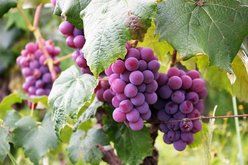 9 Fruits To Skip If You're Cutting Down On Sugar