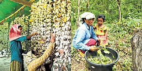 Tribal women lead Tasar silk revolution