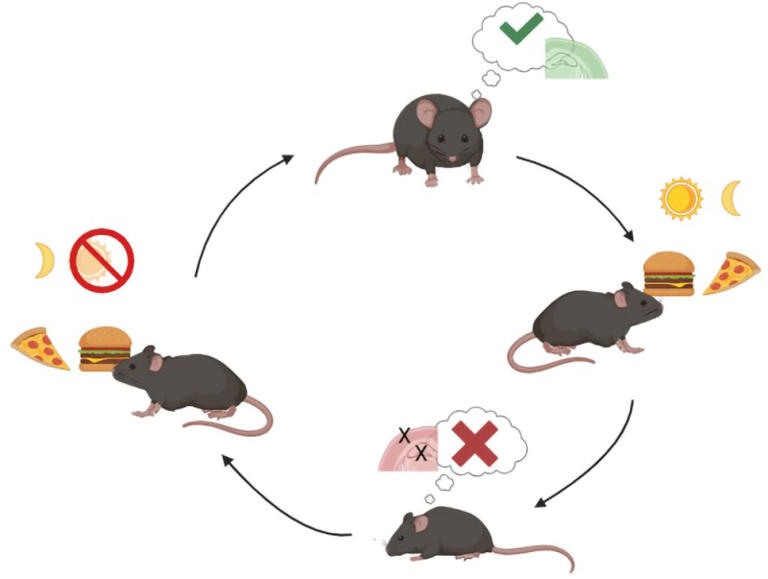 🍔 Junk food and memory: the impact of meal timing