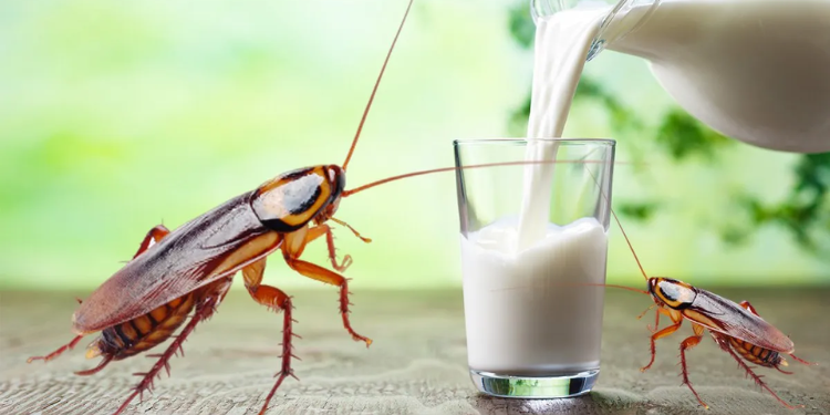 Research Reveals Cockroach Milk Is Three Times More Nutritious Than Cow ...