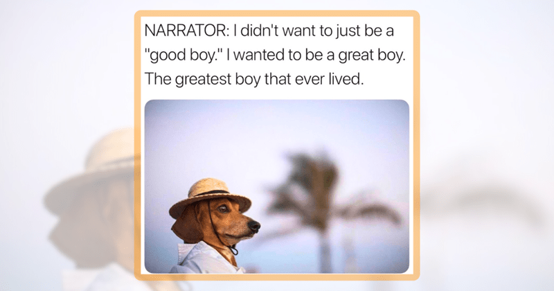 20+ Chaotic Canine Memes to Bark Your Blues Away
