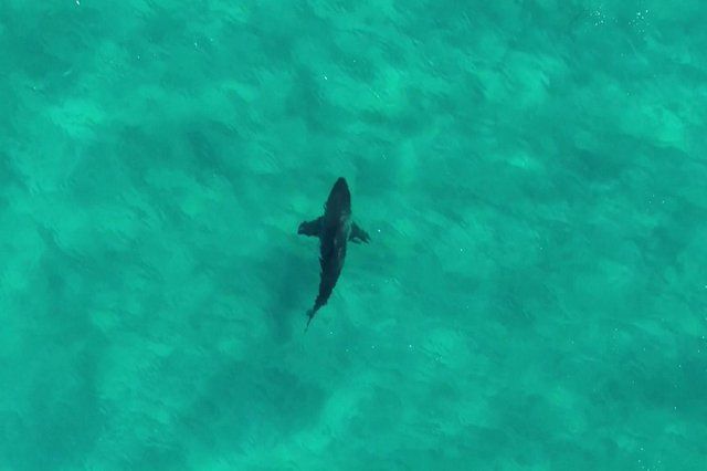 'Large shark' kills man off Sydney beach