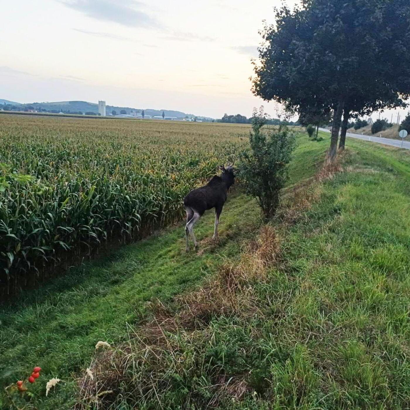 Elch "Emil" legte laut ÖBB Westbahnstrecke lahm