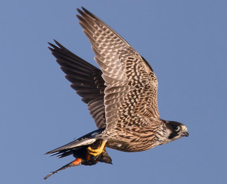 Nature: An encounter with the fastest bird of prey in the world, the ...
