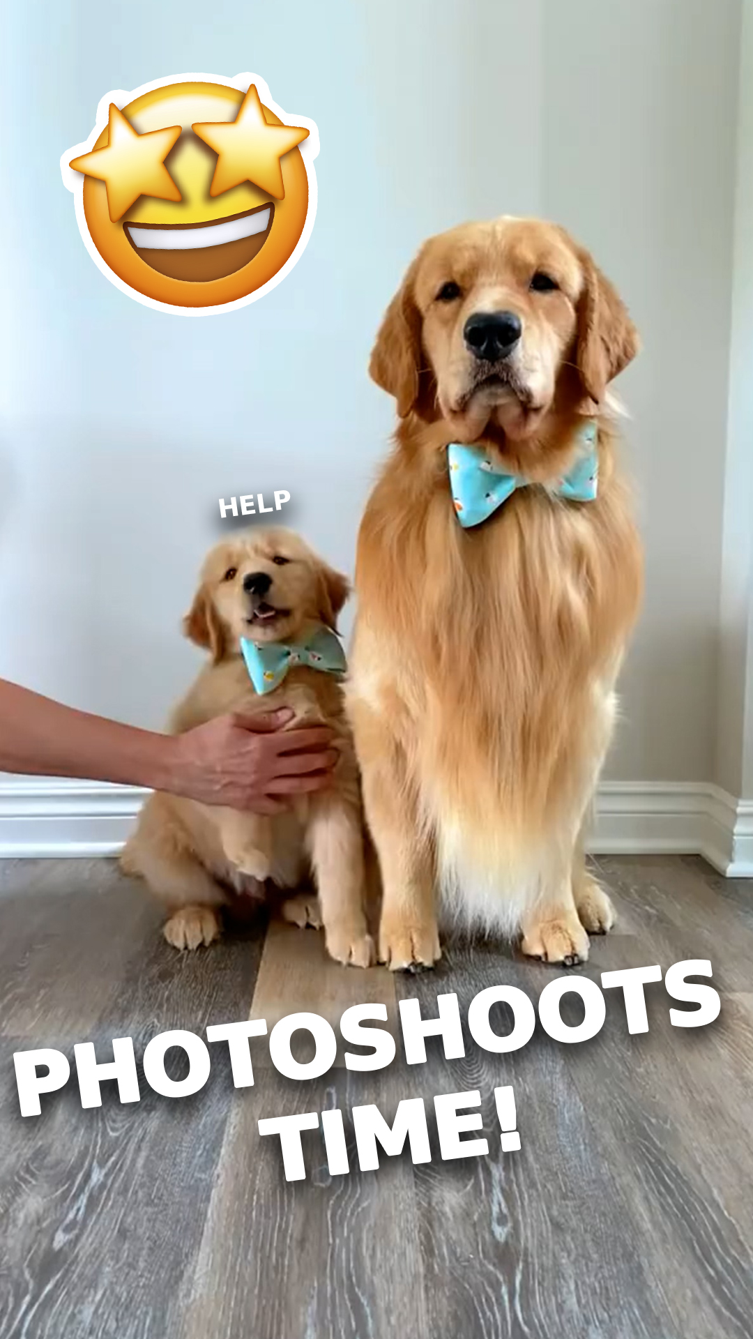 Puppy and Dog Pose for a Photoshoot