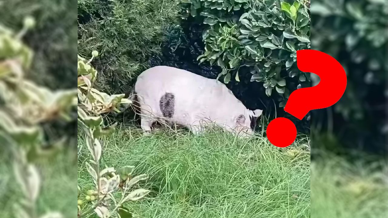 Is it a pig, or a cat? This optical illusion is making me question reality