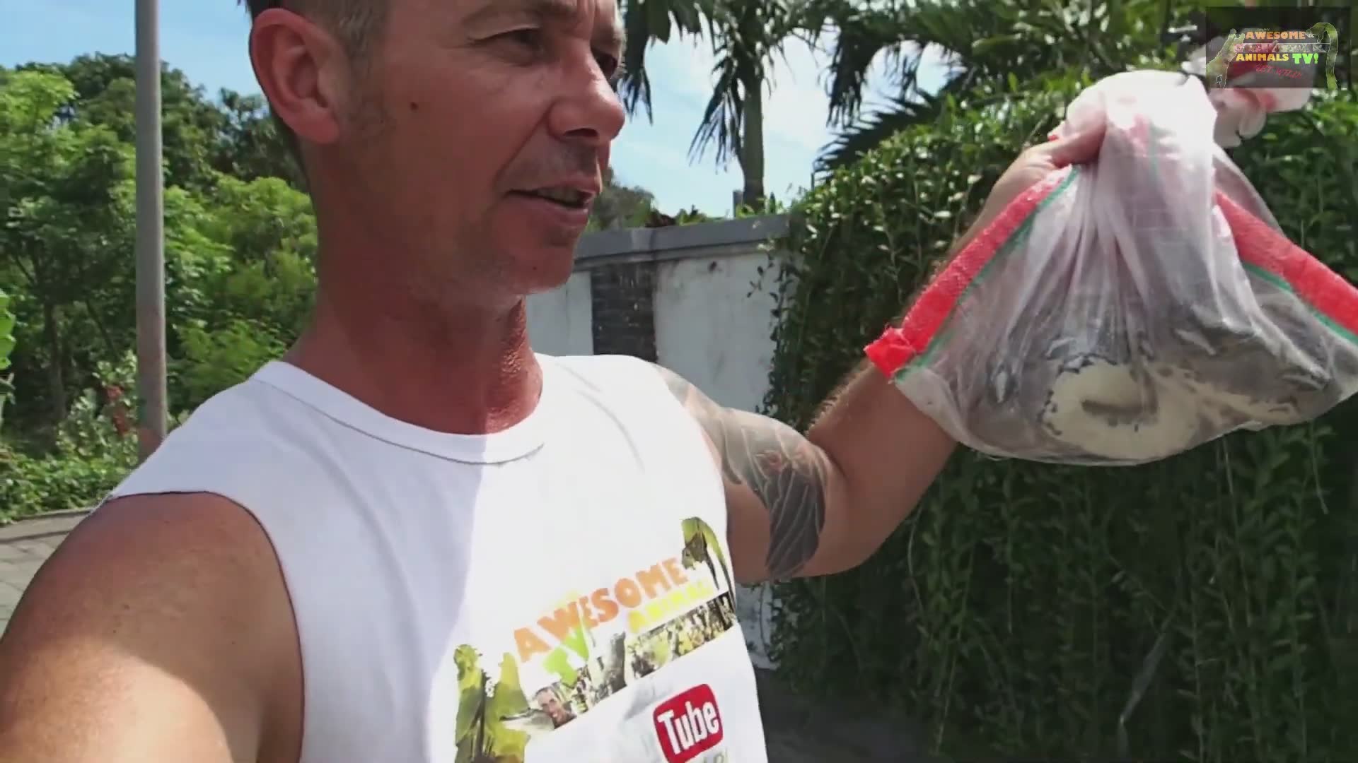 Reticulated python | Snake rescue and release in Bali with snake dude