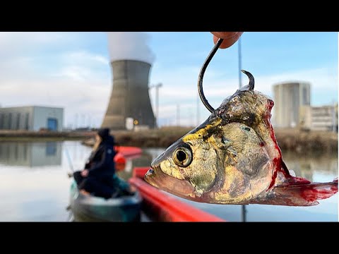Cut bait tactics yield best results for catching big catfish
