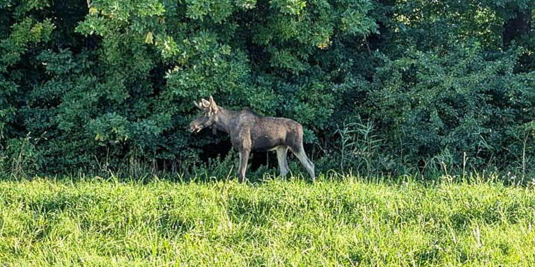 Kult-Elch "Emil" seit zweieinhalb Wochen "Wahl-Niederösterreicher"
