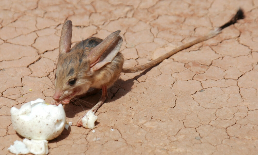 28 Intriguing things to know about the animal kingdom