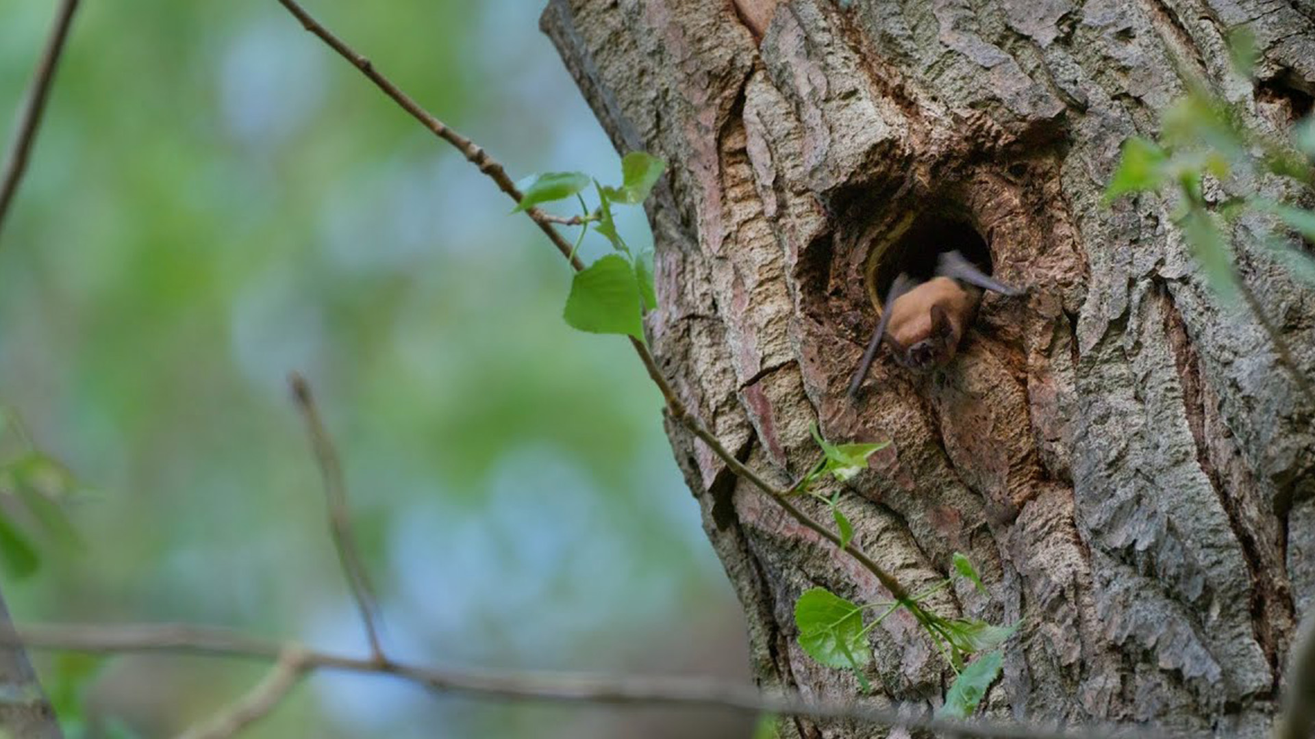 Common Noctule Bat Leaving Its Daytime Shelter – Nyctalus noctula