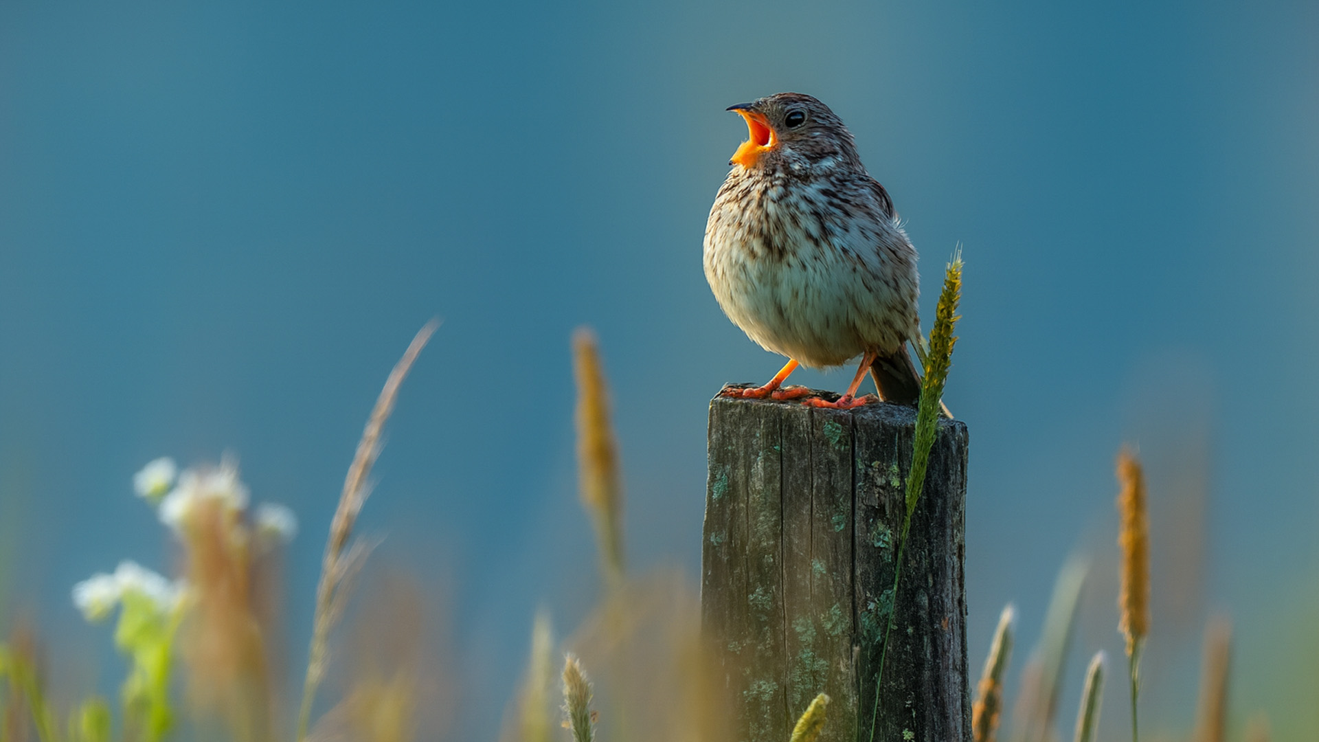 Ochtendlied van de Grauwe Gors – Emberiza calandra