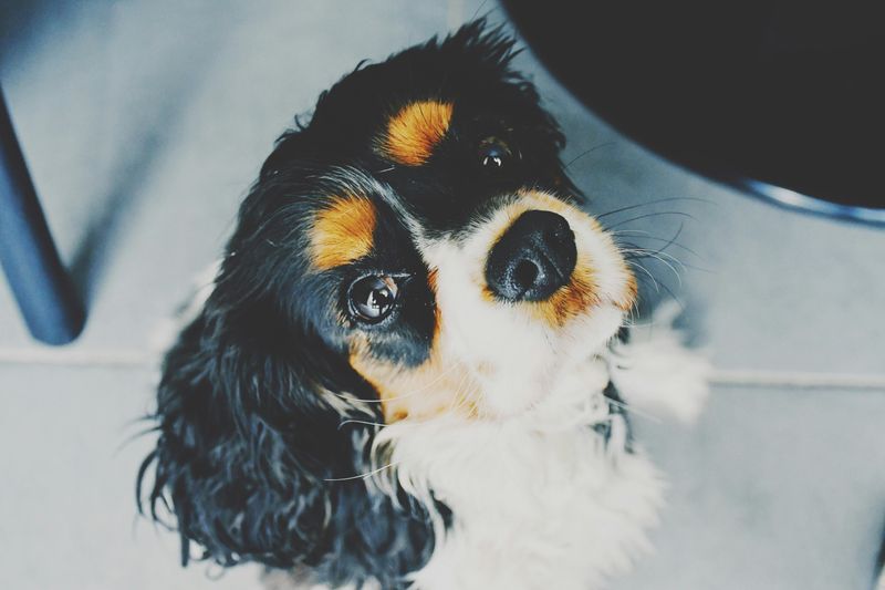 9 Dog Breeds That Could Make Better Lap Dogs Than Shih Tzus