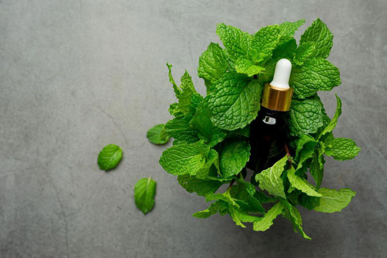 Para qué sirve ponerte aceite de menta en el cabello