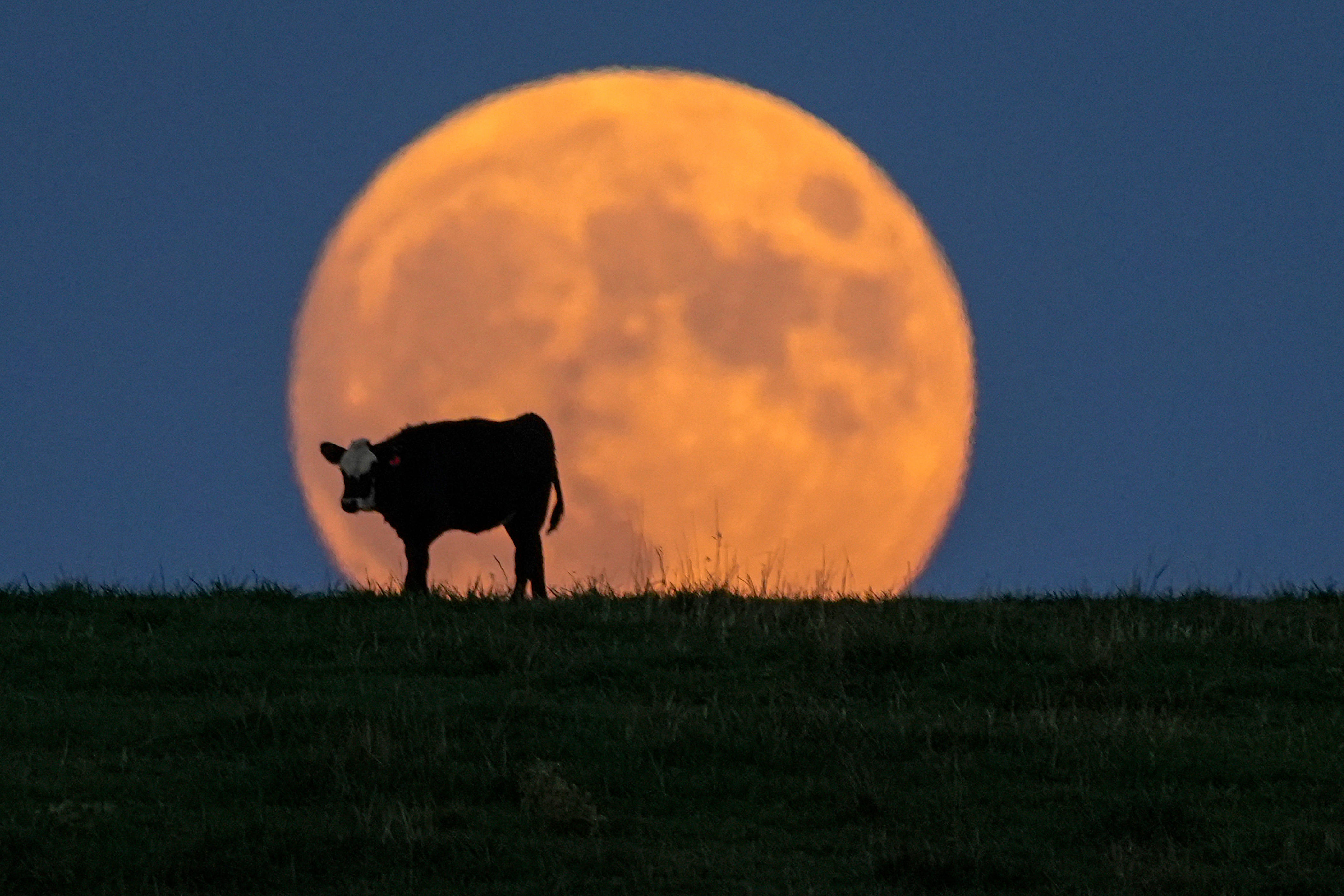 Harvest Moon could give NY deer hunters a big advantage this season ...
