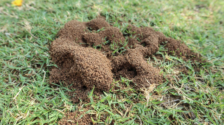 Will Scattering Citrus Peels Get Rid Of Anthills? Here's What The ...