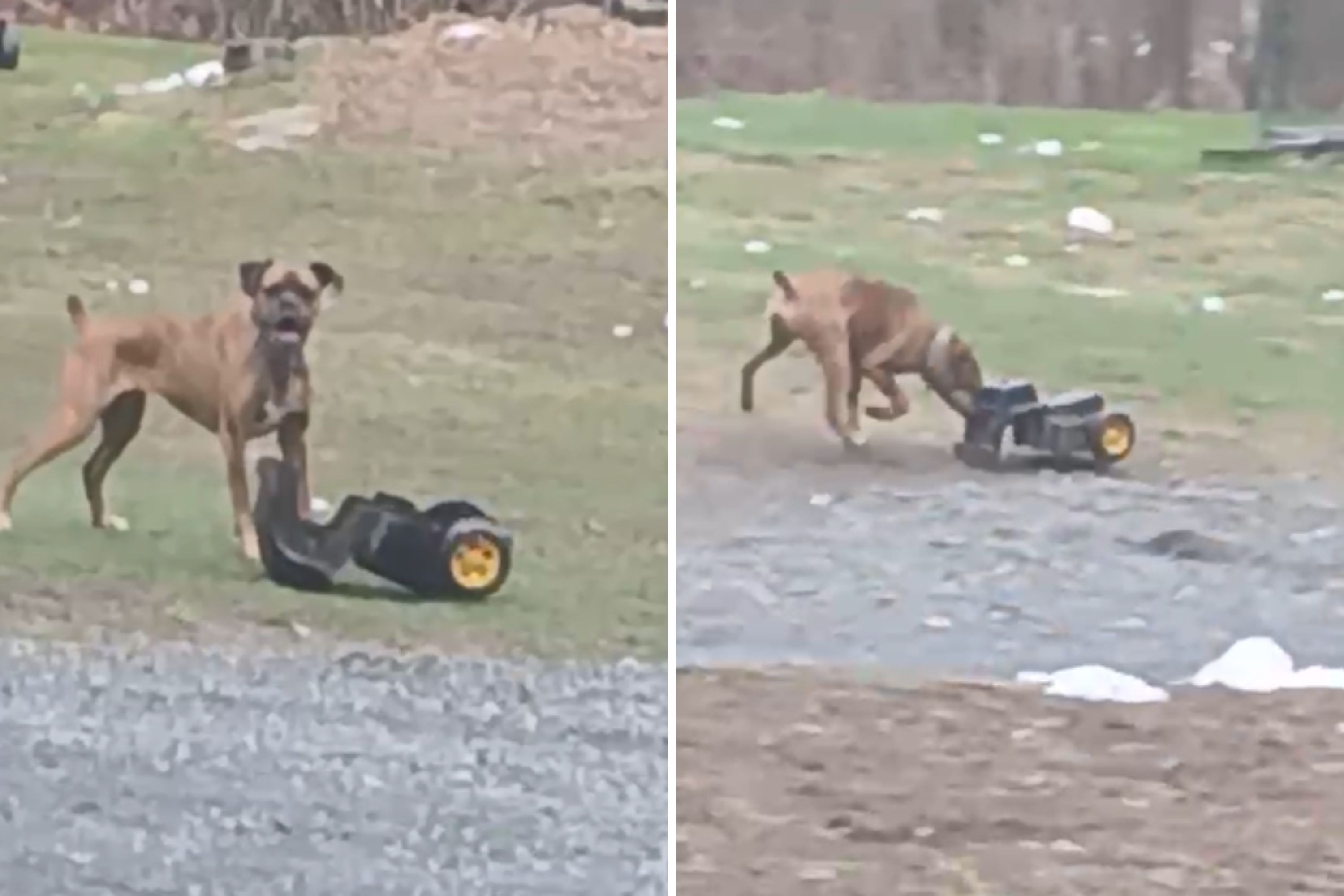 Dog obsessed with toy digger he pushes and chases wins "Pet of the Week"