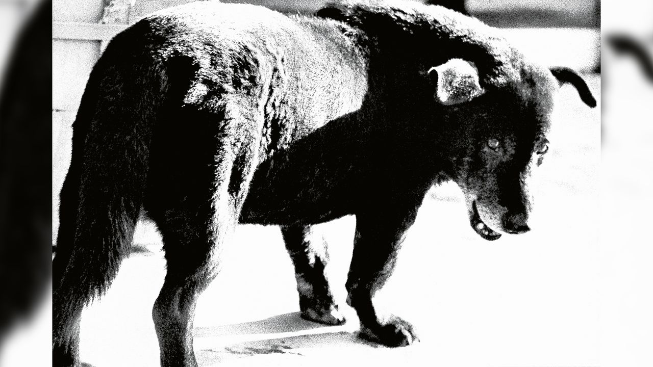 Inside Daido Moriyama’s 'Quartet': The four books that forged the ...