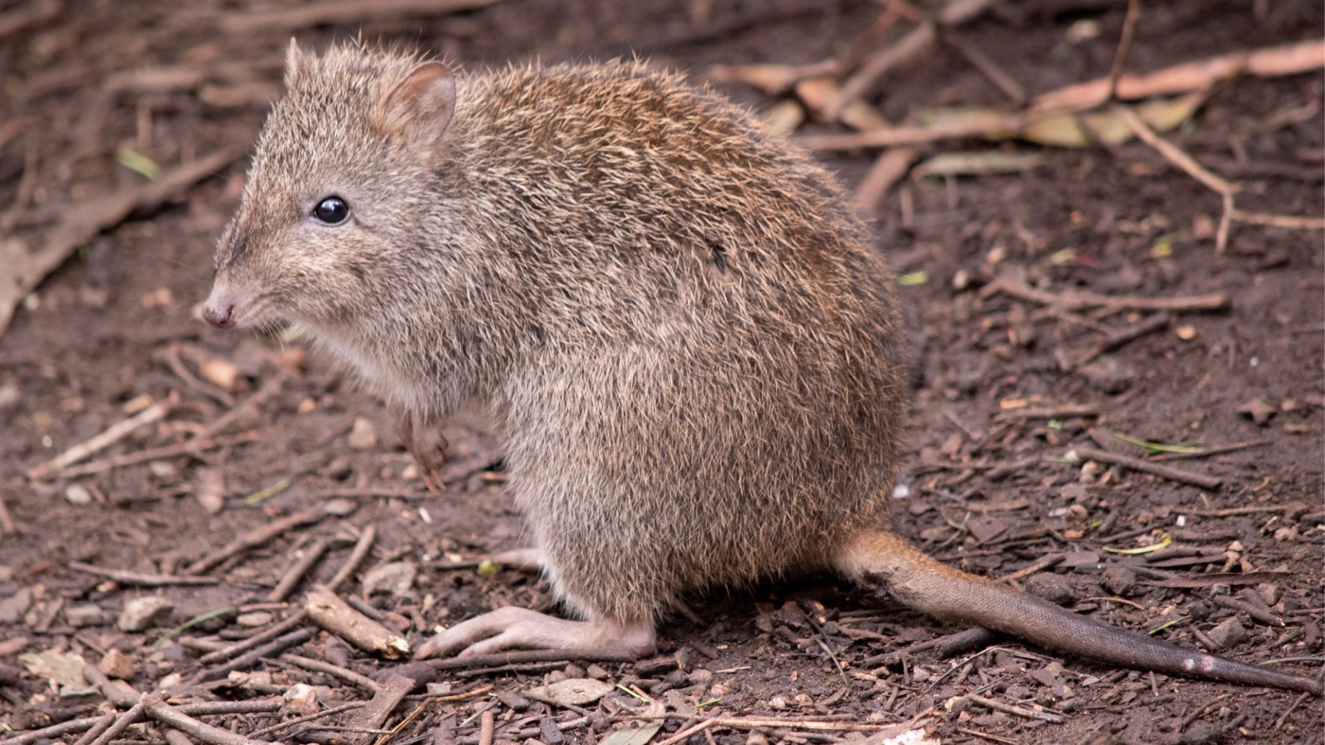 Fossil discovery unearths new ‘ghost’ species of kangaroo relative in ...