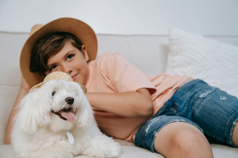 9 Dog Breeds That Could Make Better Lap Dogs Than Shih Tzus