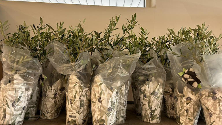 The Hack For Catching Aldi's Newest Plants Before Everyone Scoops Them Up