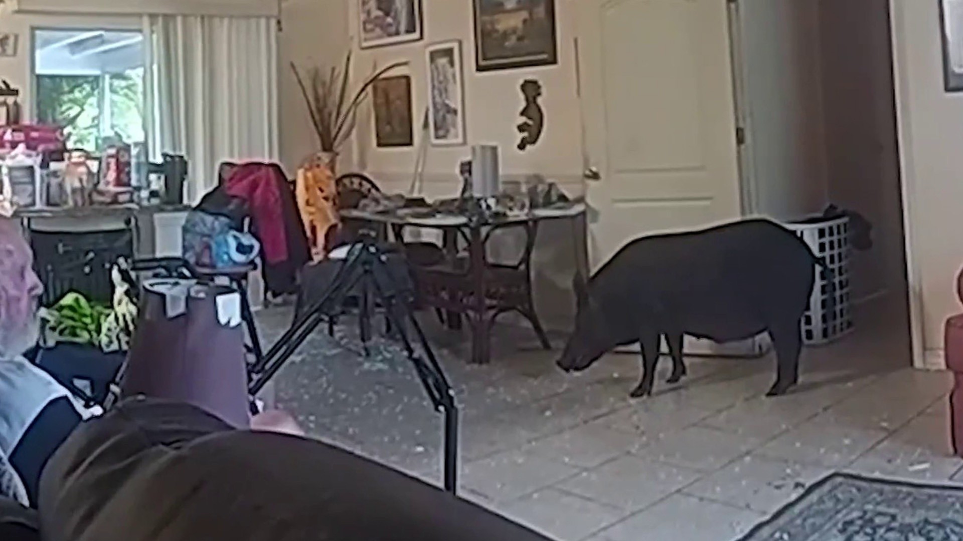 Bodycam Video Shows Wild Boar in Florida Man’s Home