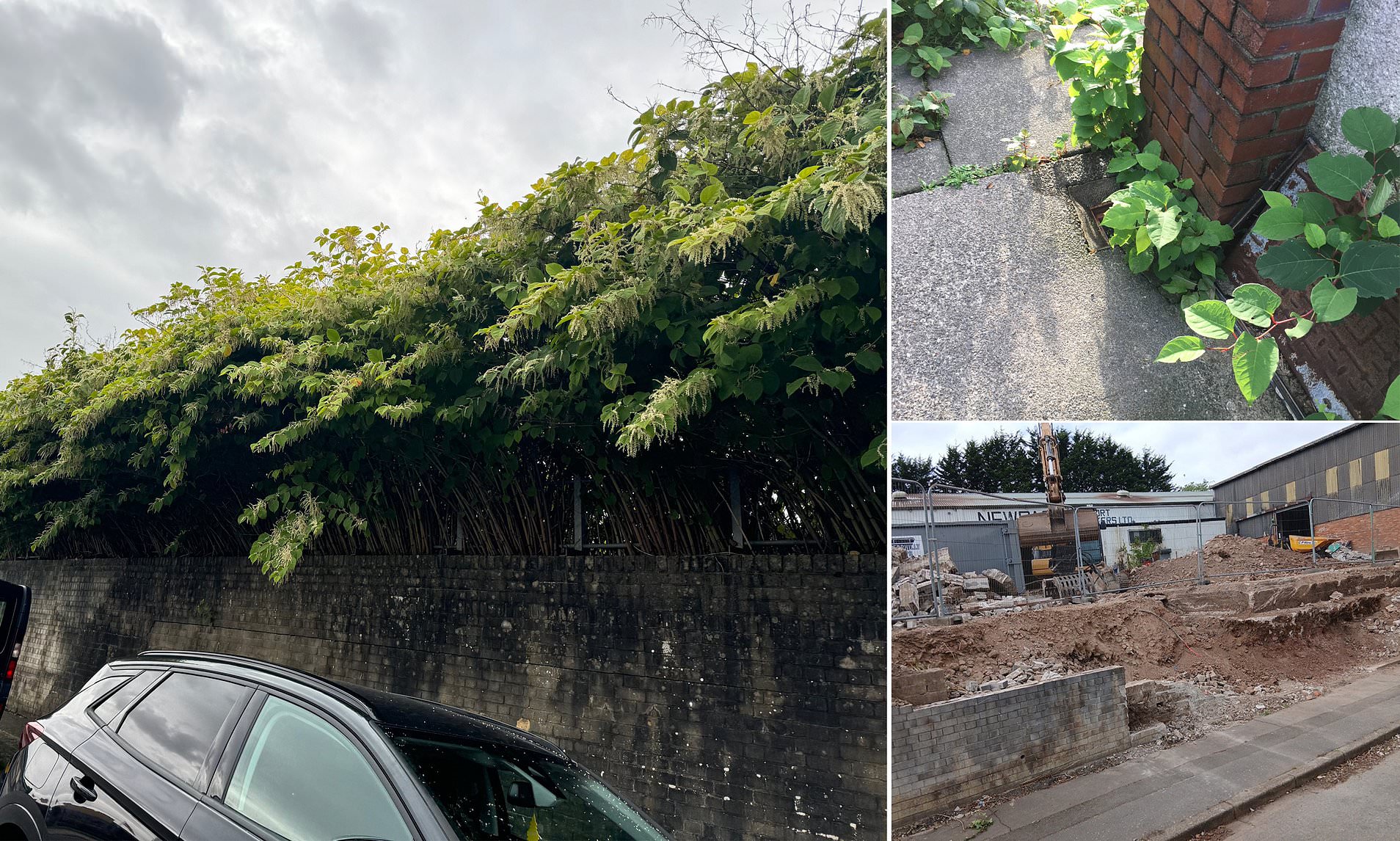 Man claims he has spent £1MILLION removing Japanese Knotweed jungles ...